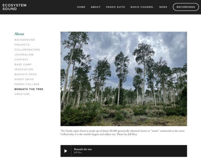 Haunting sounds of the world's largest living thing recorded