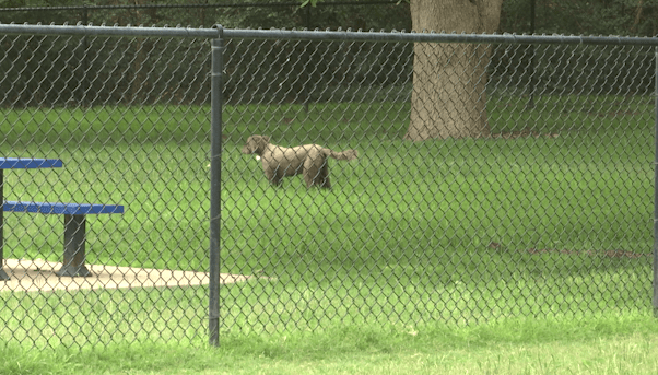 Summer is approaching: How the Hub City can keep their pets safe on hot ...