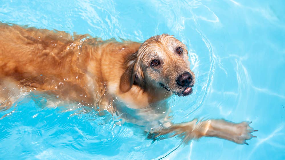 Dogs can cool off fast with this affordable Petsense pool