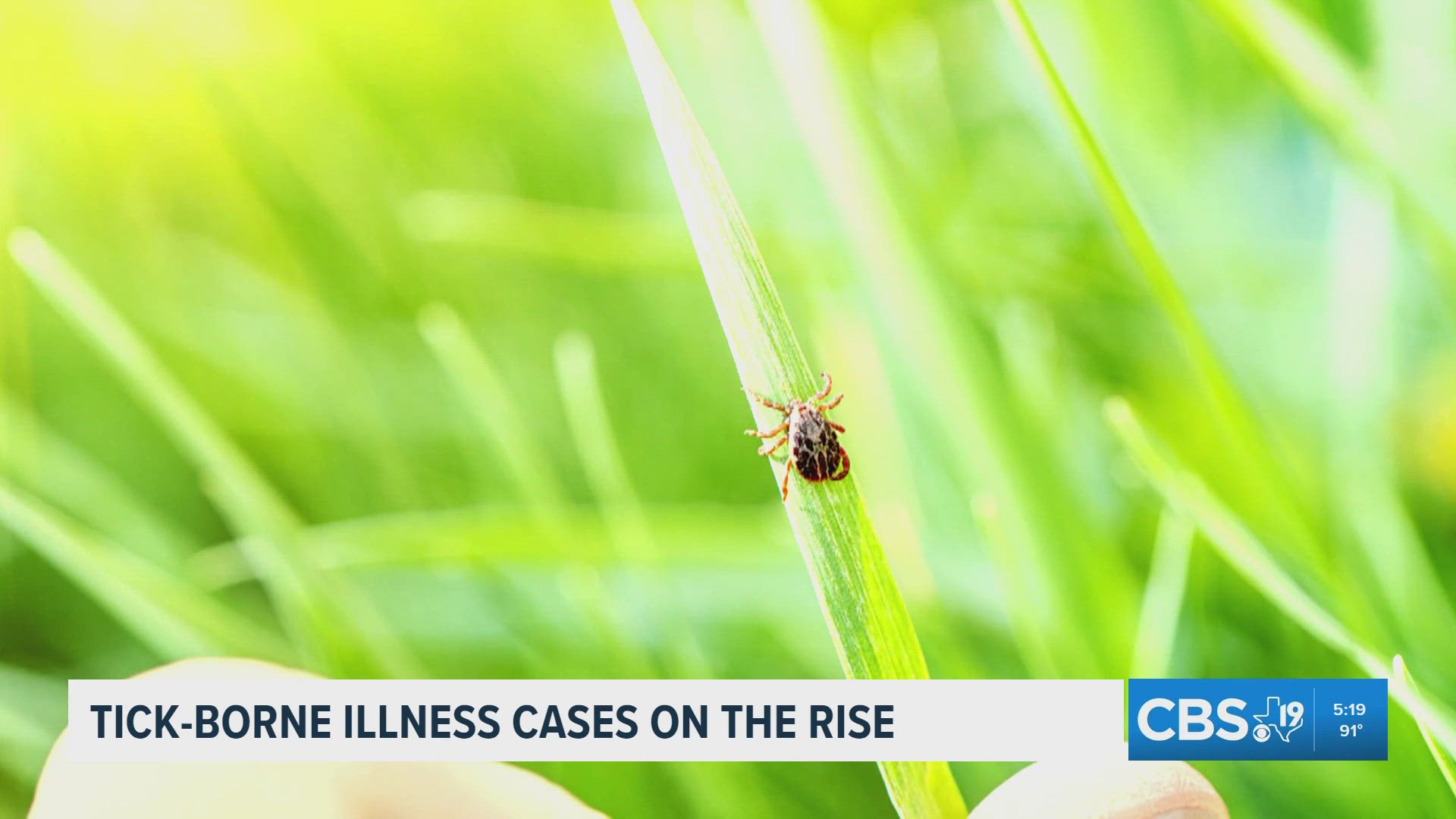 Doctors warn rising tick population is increasing Lyme disease risk