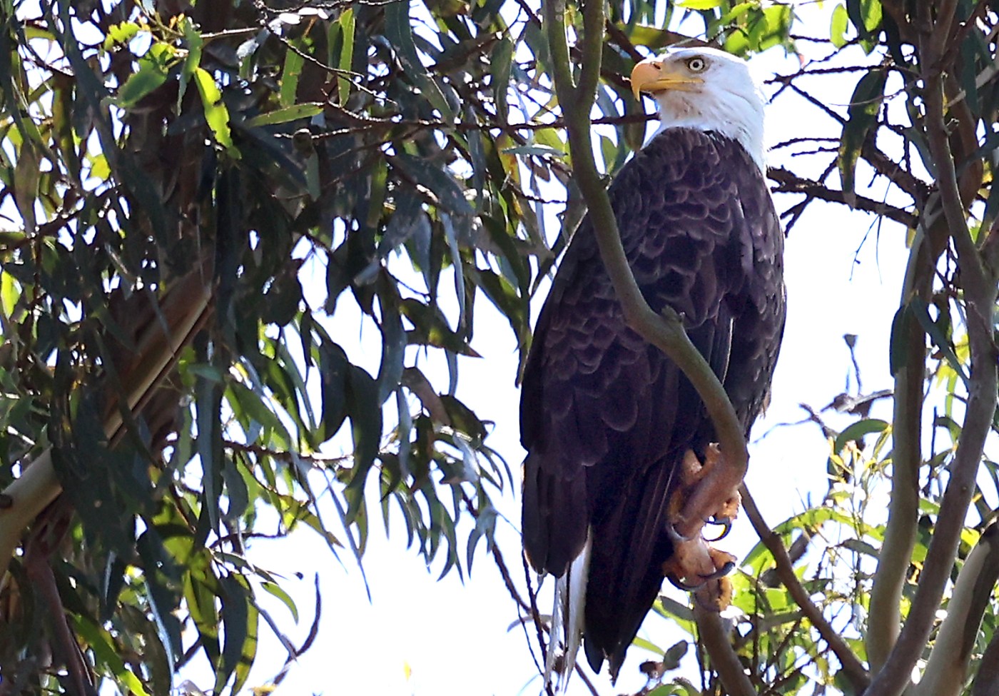 Photos | Bald eagle keeps watchful eye in tree near Schwan Lake in Live Oak