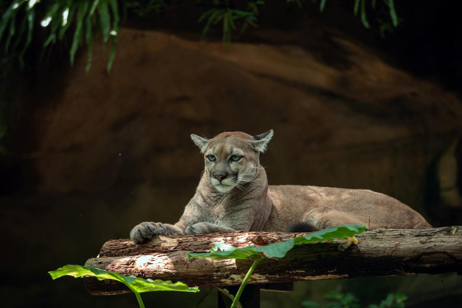 Animals that can defeat a mountain lion and those that avoid the fight ...