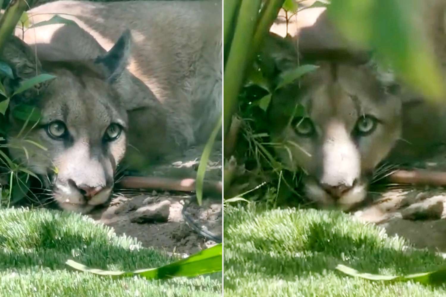 Sleeping mountain lion in Santa Monica neighborhood sparks shelter-in ...