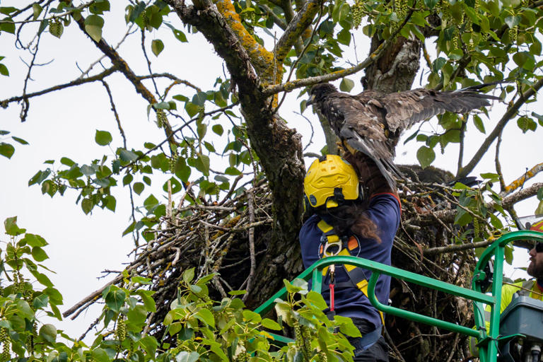 Fallen bald eaglet reunited with family near Skinner Butte