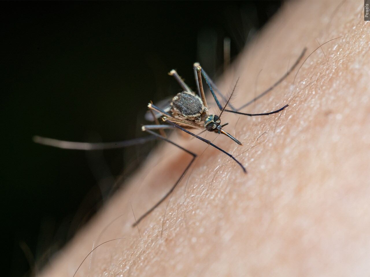 Carson City health officials conducting mosquito treatments