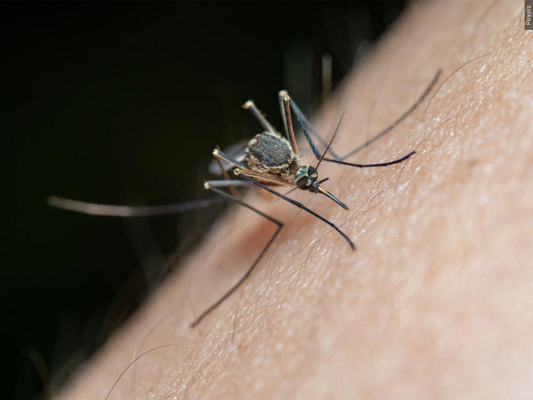 Carson City health officials conducting mosquito treatments