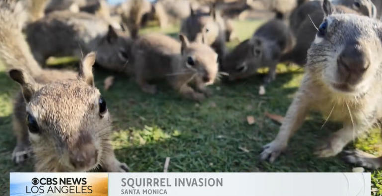Santa Monica’s insane idea to tackle rampant squirrel population
