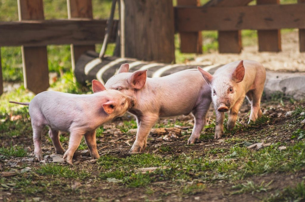 Surprising facts about farm animals that most people never knew