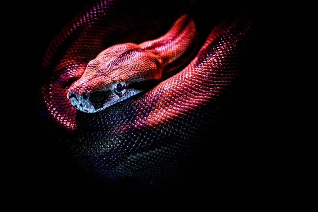 Rare blue coral snake stuns experts with electric colors and powerful venom