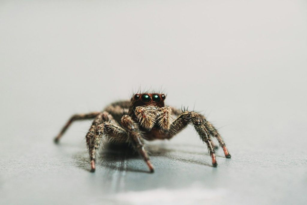 The most feared spider of the Americas and its hidden reality