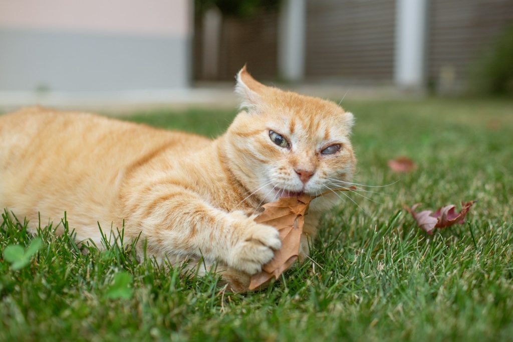 Scientists reveal what happens to a cat’s brain when it never goes outside