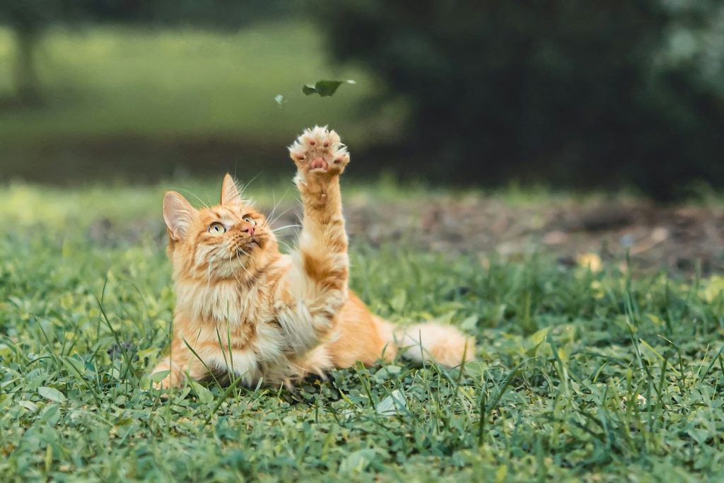 6 things cats treasure more than anything else