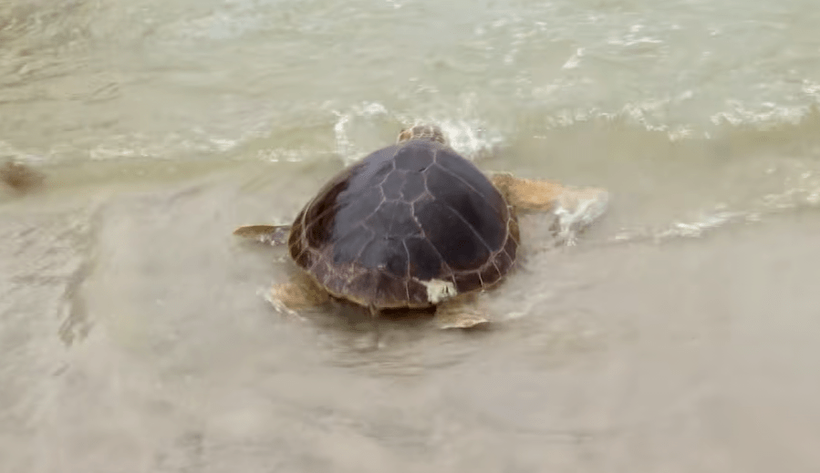 Sea turtle released back into gulf on Dauphin Island beach