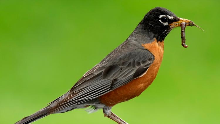 New research finds bird populations shrinking faster in heavily farmed ...