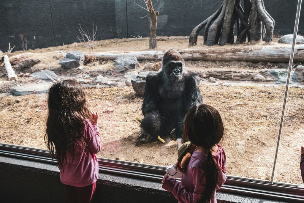 What really happened to Harambe? The viral zoo tragedy that still ...