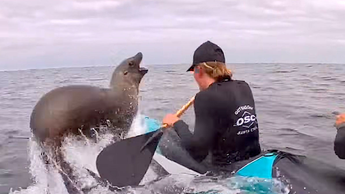 Sea lion launches into racing canoe in Monterey Bay and chaos ensues ...