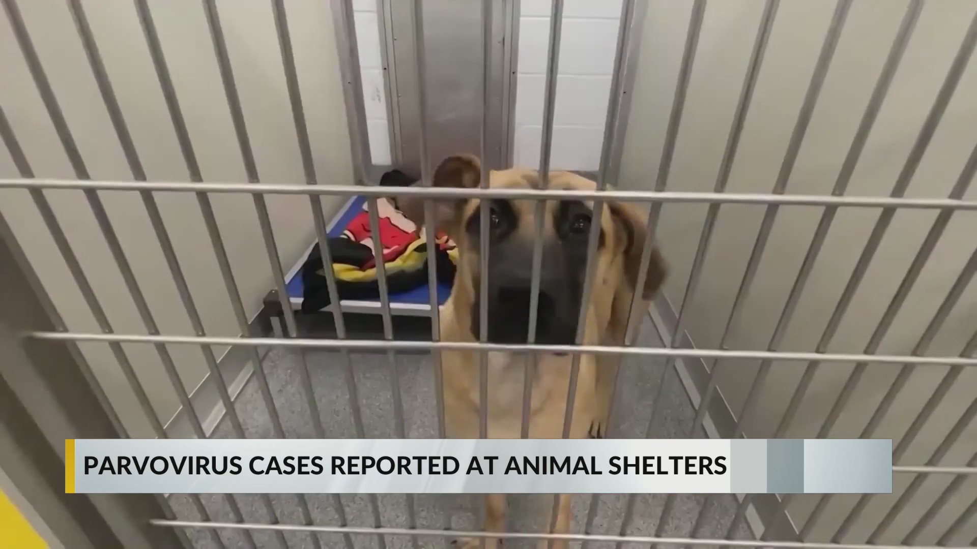 Canine parvovirus outbreak reported in eastern NC