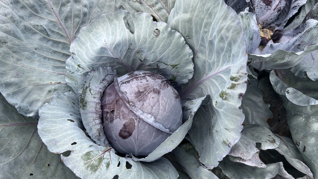 Master the art of cabbage Manchurian