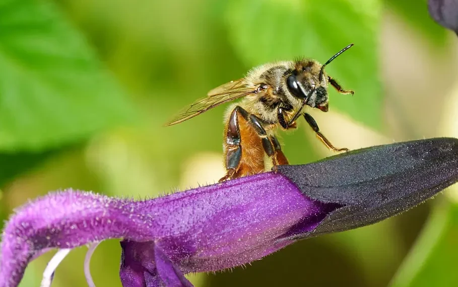 Bee balm secrets for a thriving garden