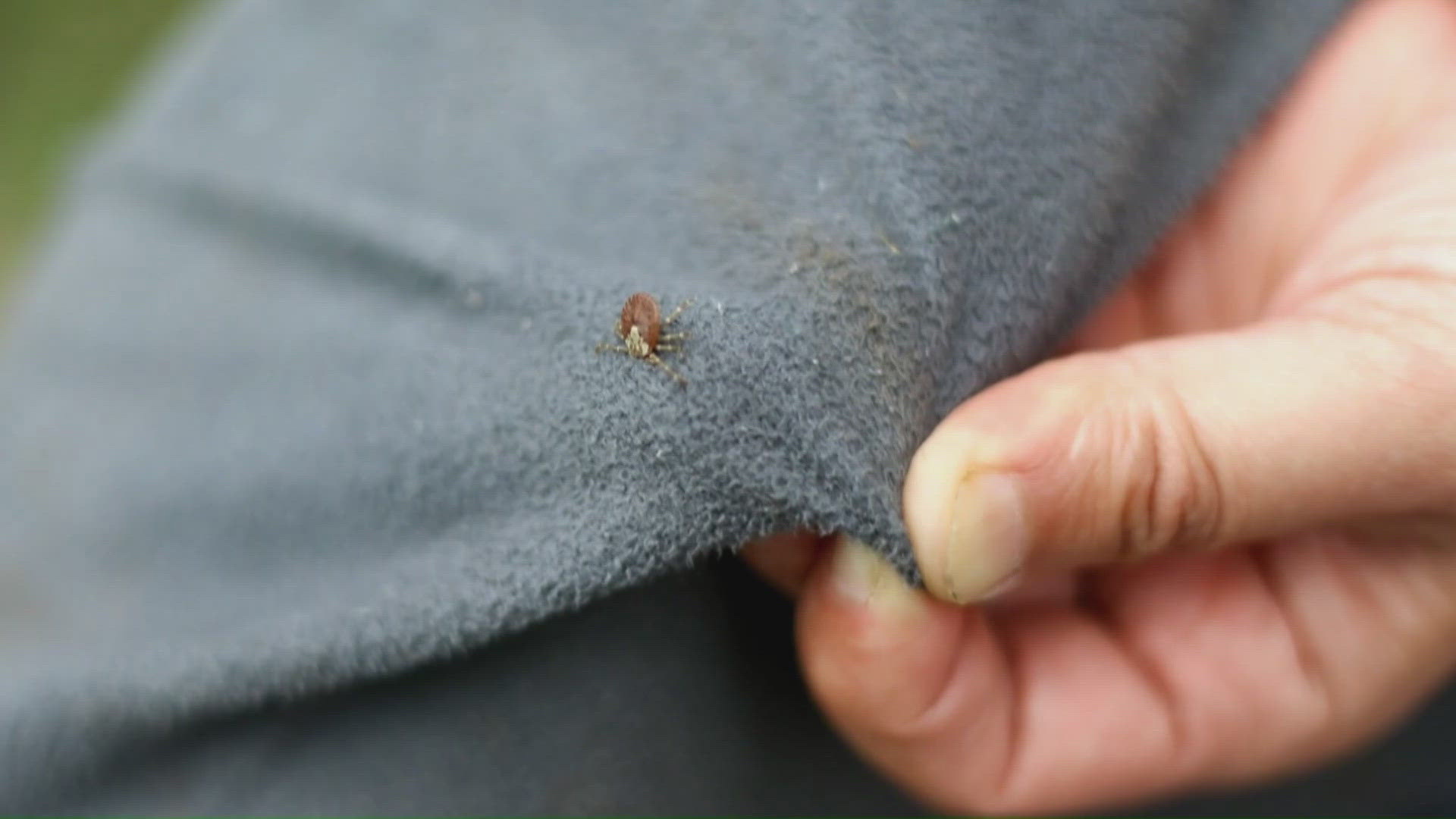 Tick activity picking up across the US