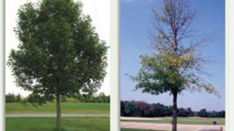 Invasive emerald ash borer threatens trees across Oklahoma