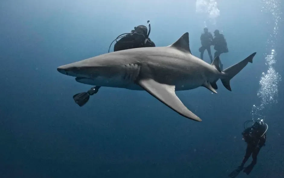 Florida shark attack and rare Mediterranean sighting draw attention