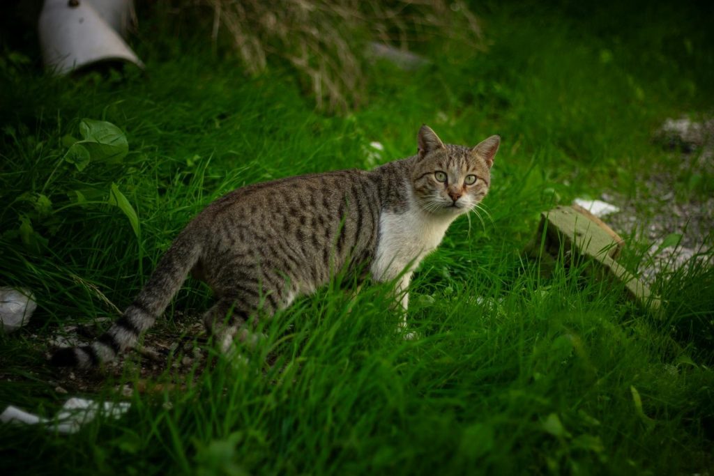 How a missing cat found her way home after thirteen years