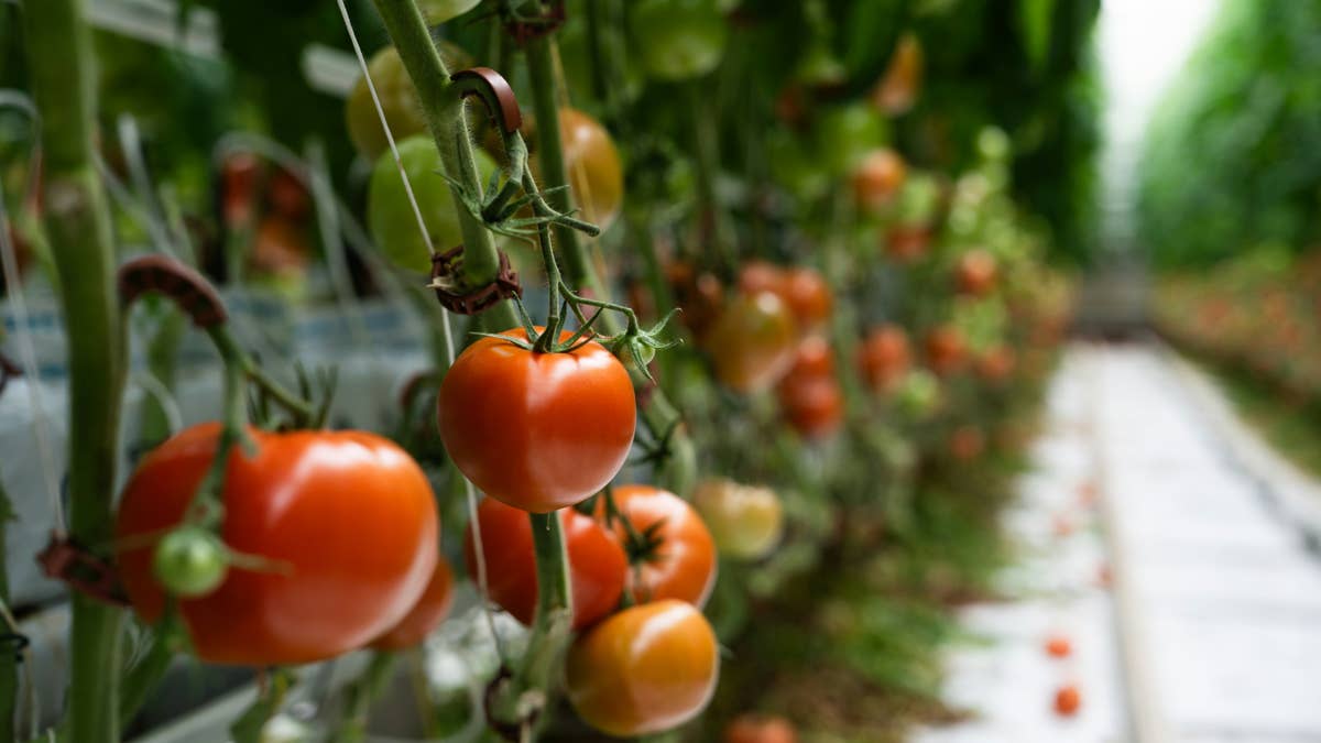 Discover the affordable tomato trellis method preferred by gardening ...