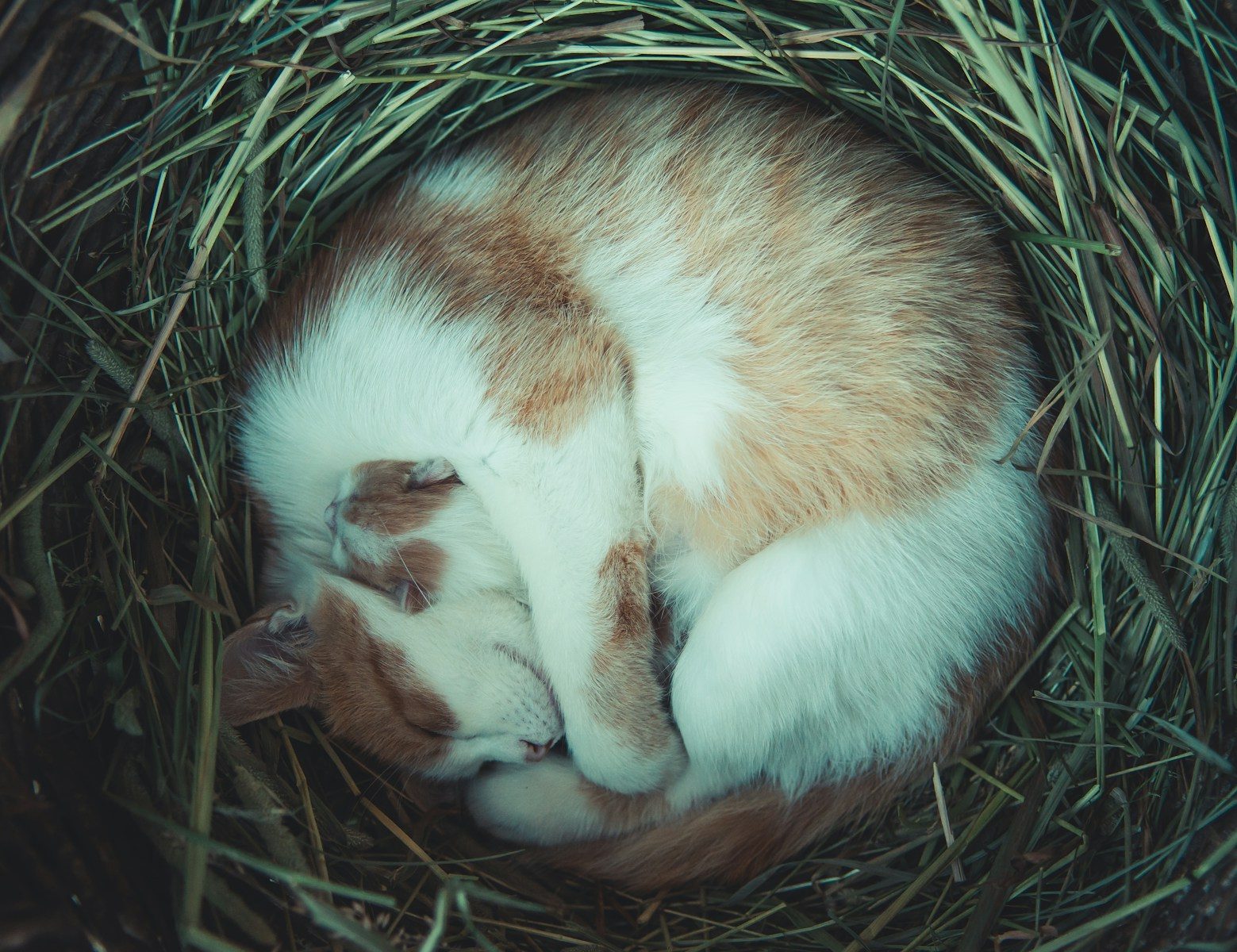 Why this barn cat refused to hunt any rodents