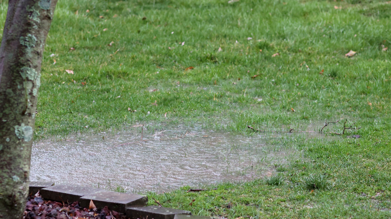 Not retaining walls: There's a natural way to control drainage for ...