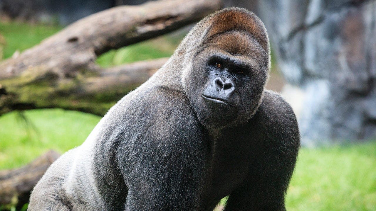 Gorilla goes viral for seemingly reassessing life choices after a spat ...