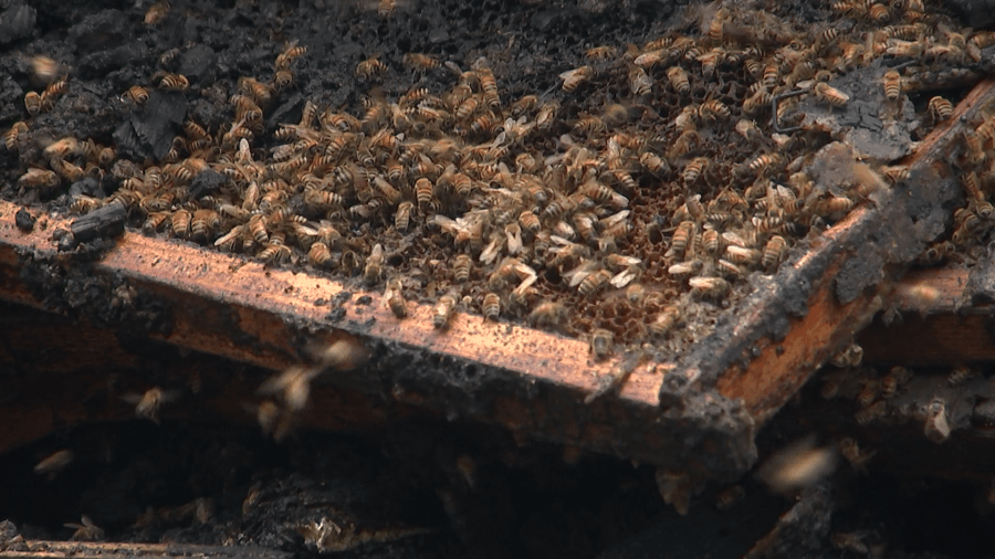 Citrus County honeybee farm devastated by fire, estimated $1M loss