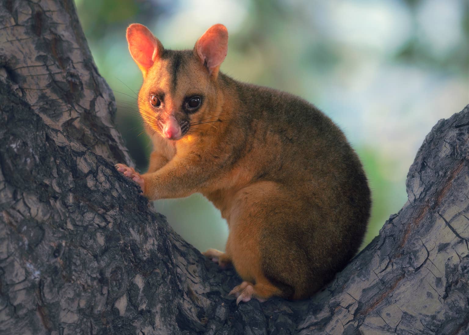 2 Australian possums break into someone’s home—and head straight for ...