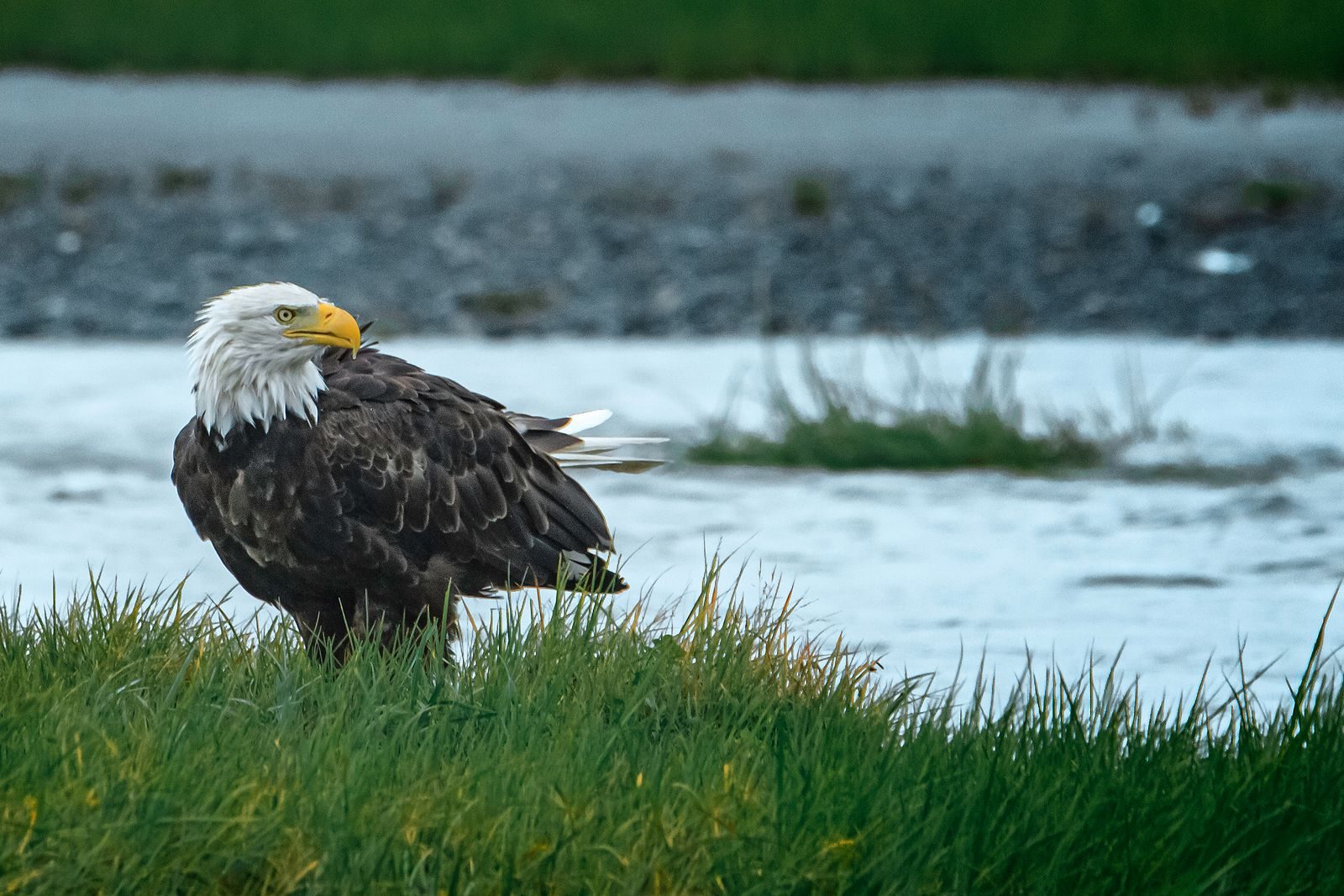 Birds with the most bizarre courtship displays that look straight out ...