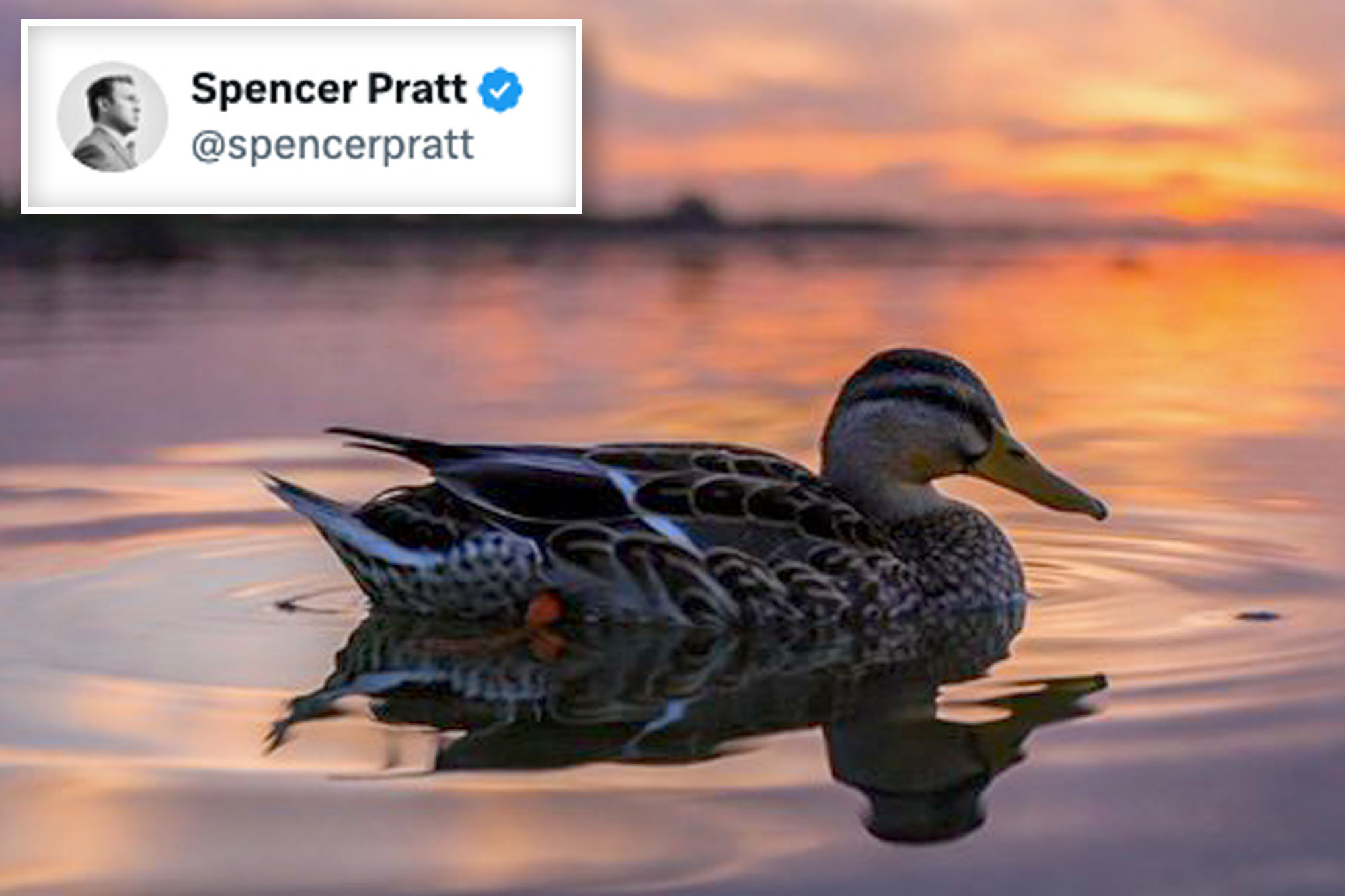 Spencer Pratt drops cryptic post after shocking defeat in LA mayoral ...