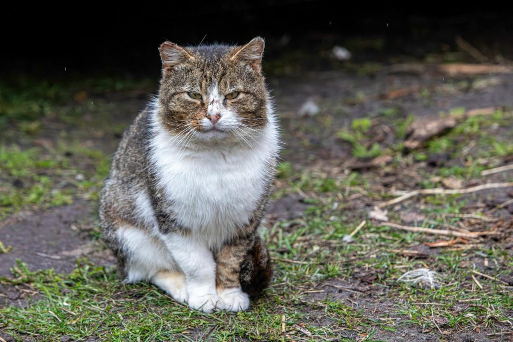 How a missing cat found her way home after thirteen years