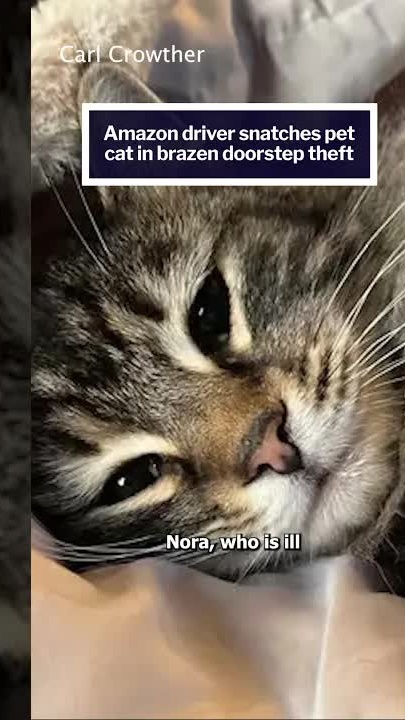 Amazon driver caught red-handed stealing pet cat in shocking doorstep theft