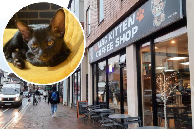 Oxford cat cafe forced to close urgently