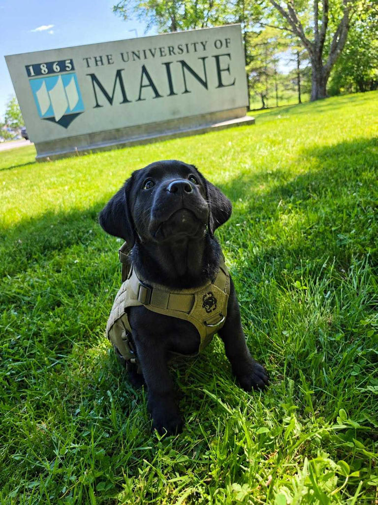 Sharing a tail wag and a smile: Meet the new comfort dog at UMaine