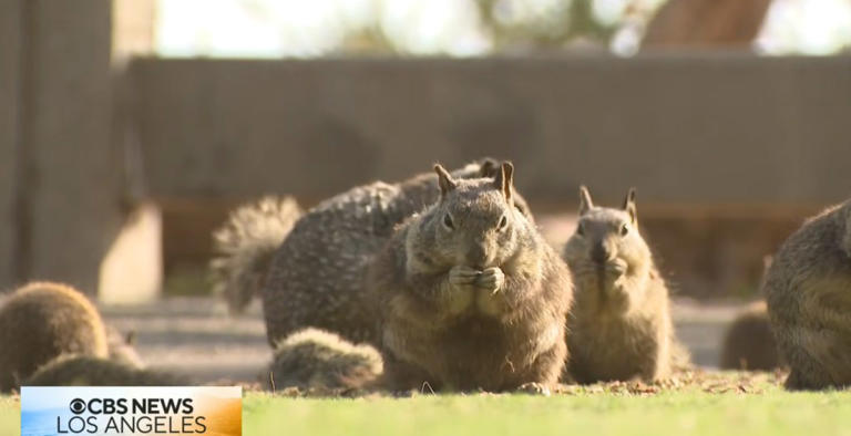 Santa Monica’s insane idea to tackle rampant squirrel population