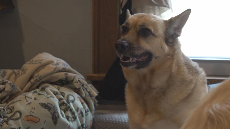 Realtors see a growing trend of pets driving home-buying decisions