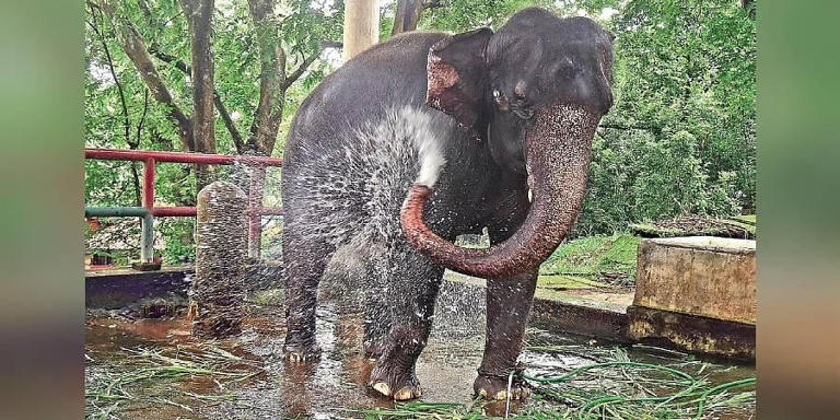 Tusker housed at kraal in Similipal awaits nod from PCCF for release