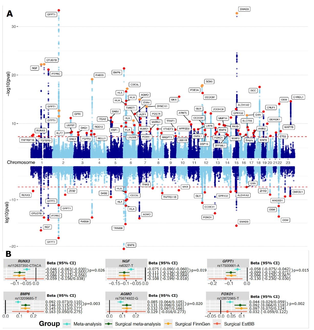What drives lower-back nerve pain? Genetic clues could reshape stenosis ...