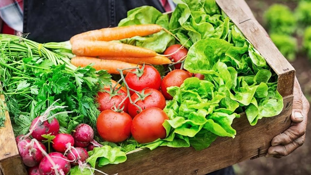 Produza seus alimentos orgânicos: pomar e horta sustentáveis