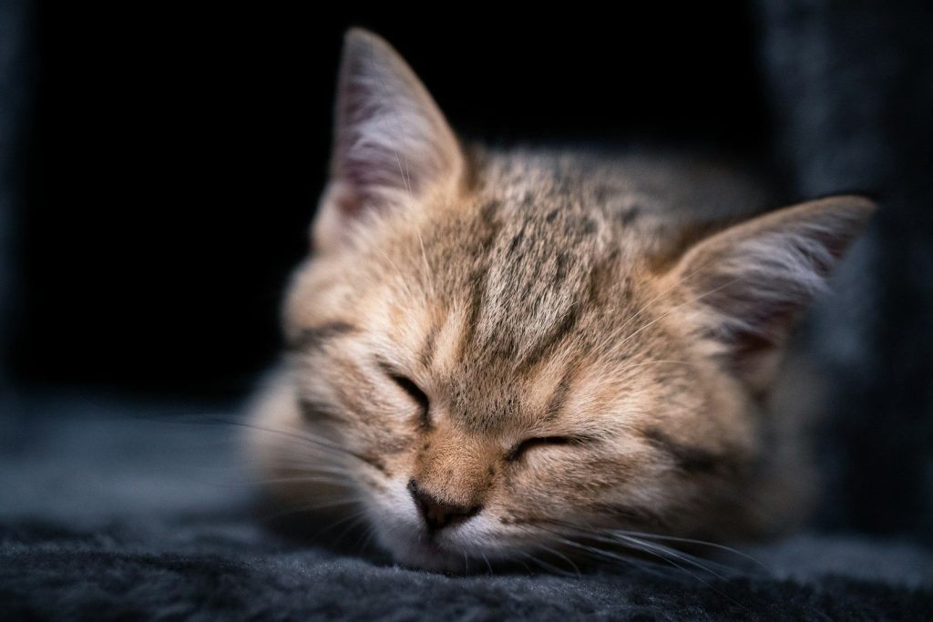 Should your cat sleep in bed with you? Veterinarians weigh in
