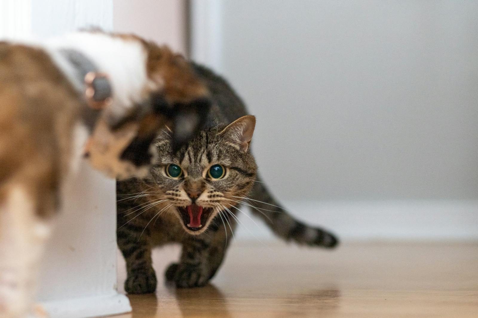 What happens when a dog raises a kitten for five years?
