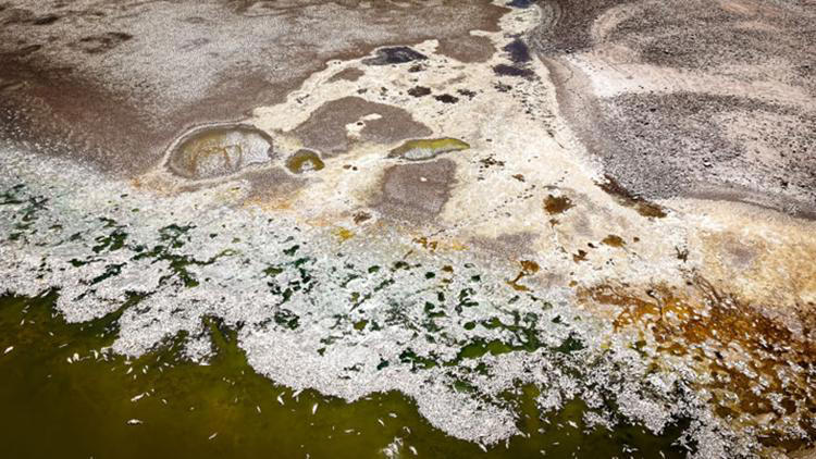 San Carlos Lake closed after 100% of fish population died