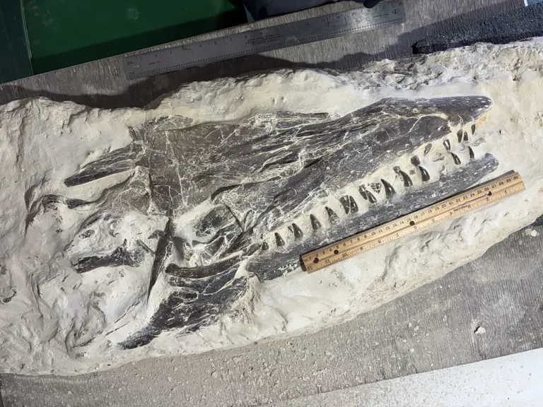 Kansas boy discovers rare 80-million-year-old fossil during field trip