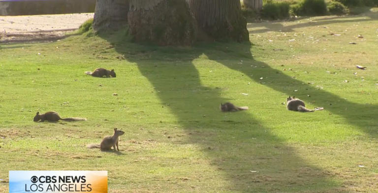 Santa Monica’s insane idea to tackle rampant squirrel population