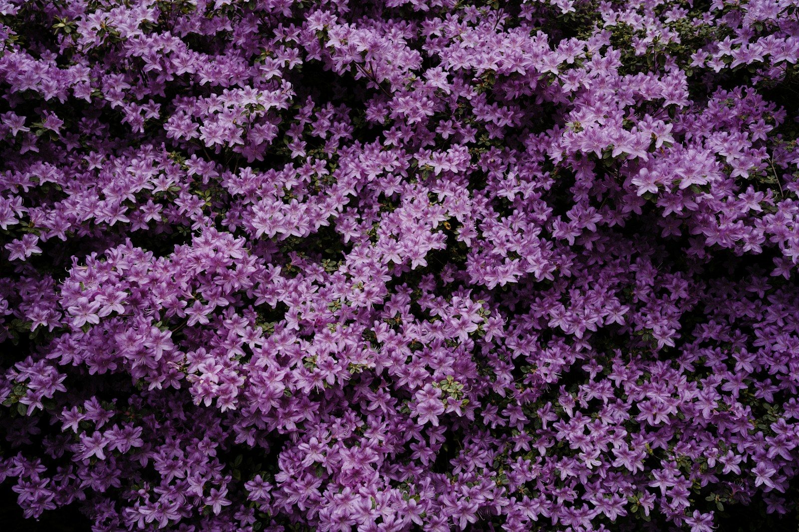 8 beautiful ground covers that grow almost anywhere